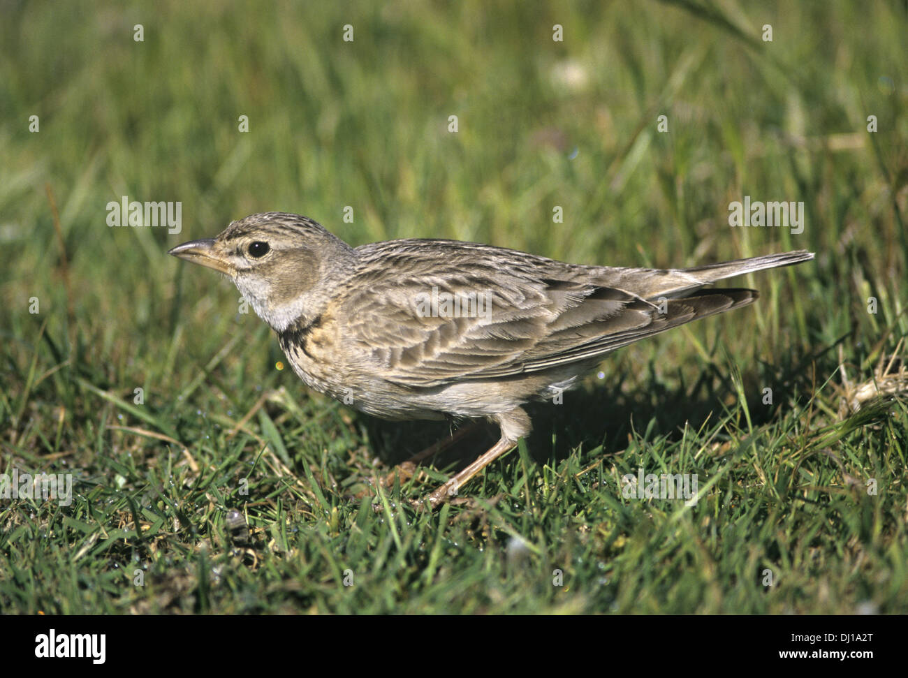 Calandra Lark - Melanocorypha calandra Stock Photo - Alamy