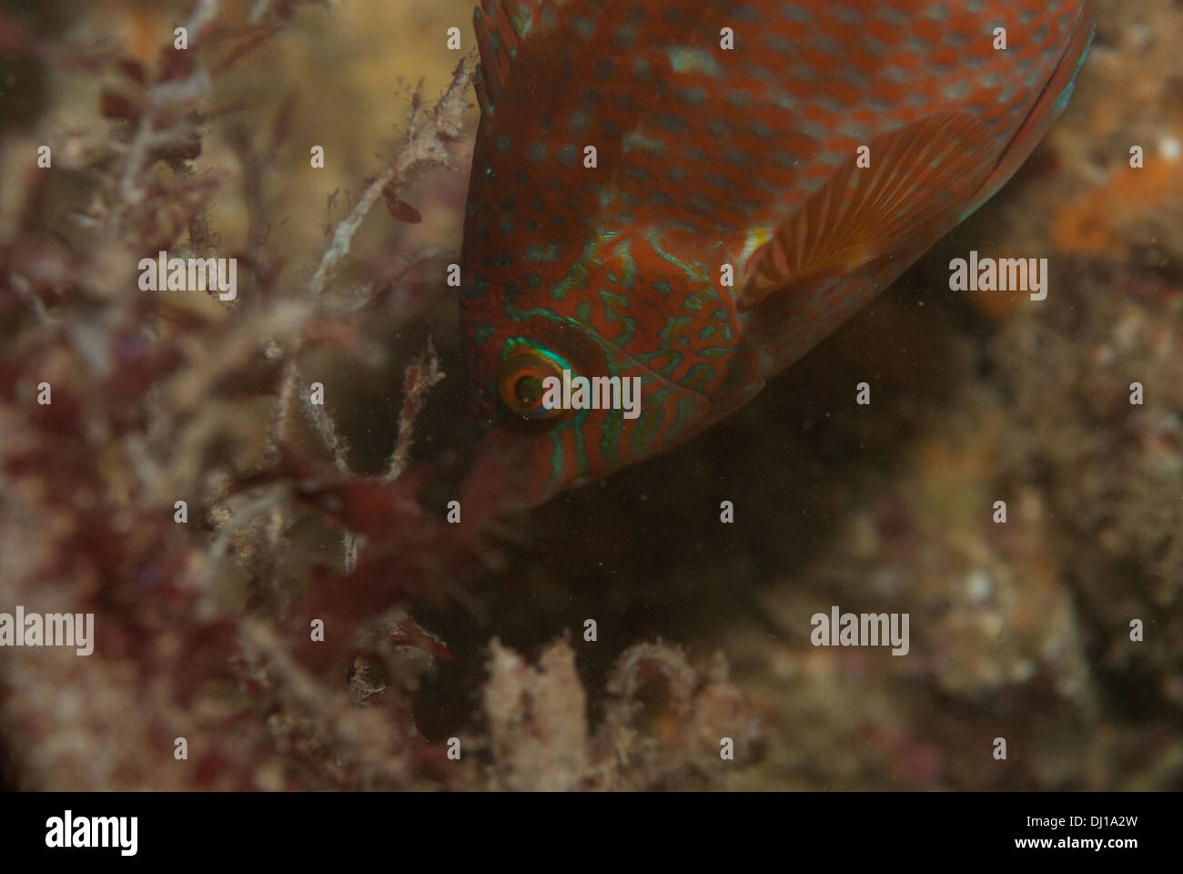 Corkwing wrasse crenilabrus melops hi-res stock photography and images ...
