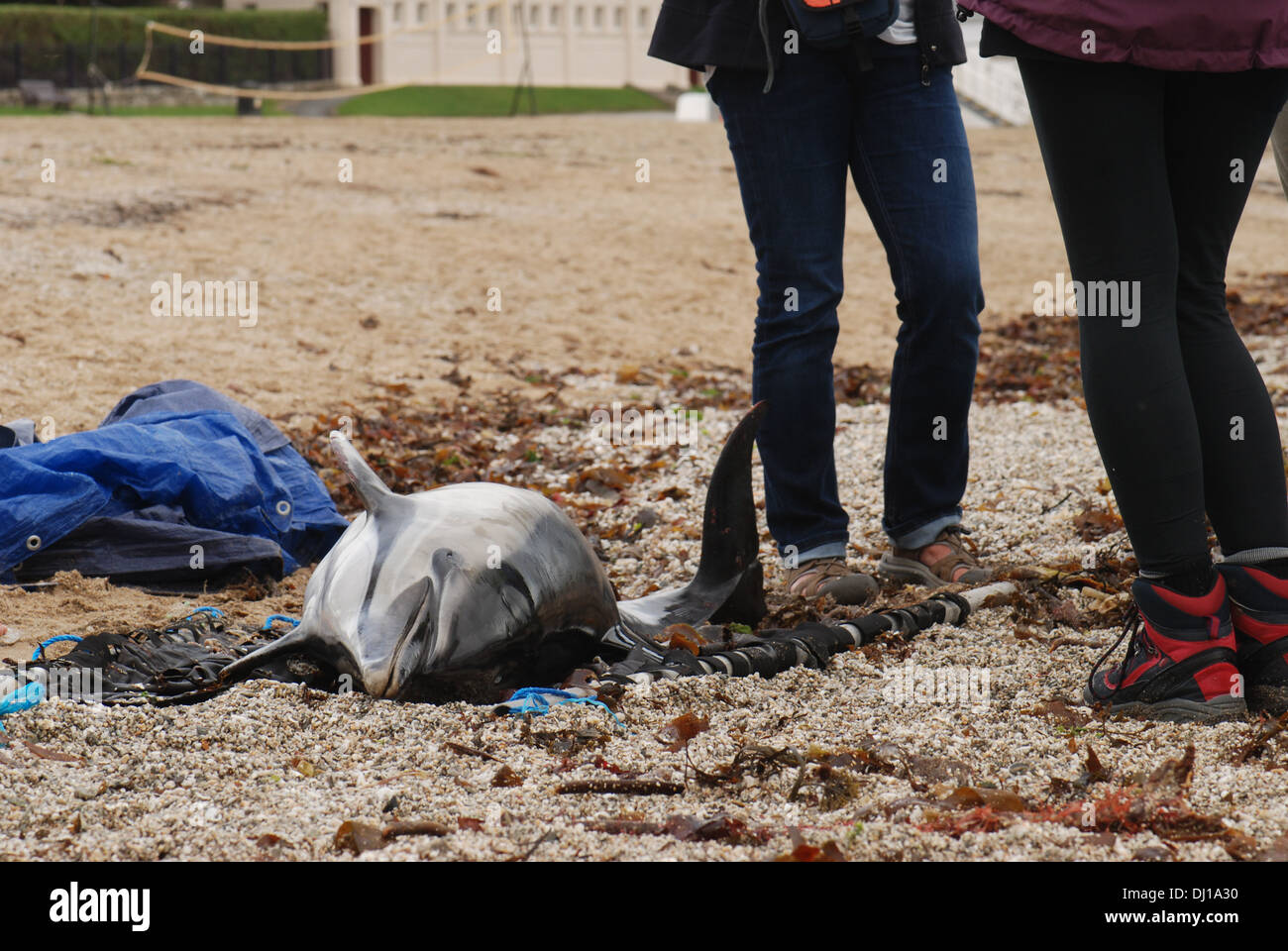 Cetacean stranding, Common dolphin (Delphinus), wounds along its body ...