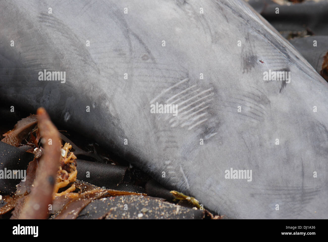 Cetacean stranding, Common dolphin (Delphinus), wounds along its body ...