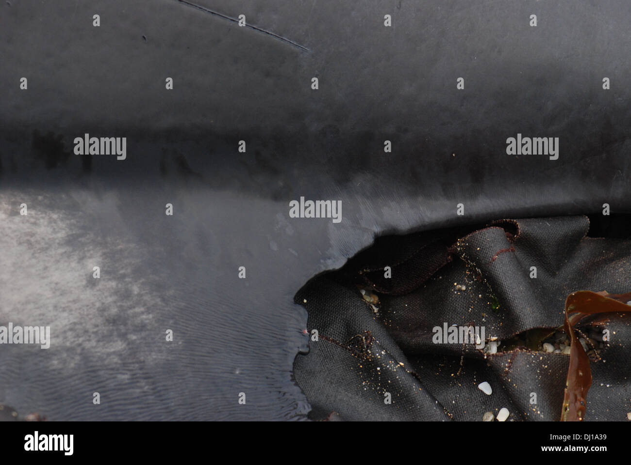 Cetacean stranding, Common dolphin (Delphinus), wounds along its body ...