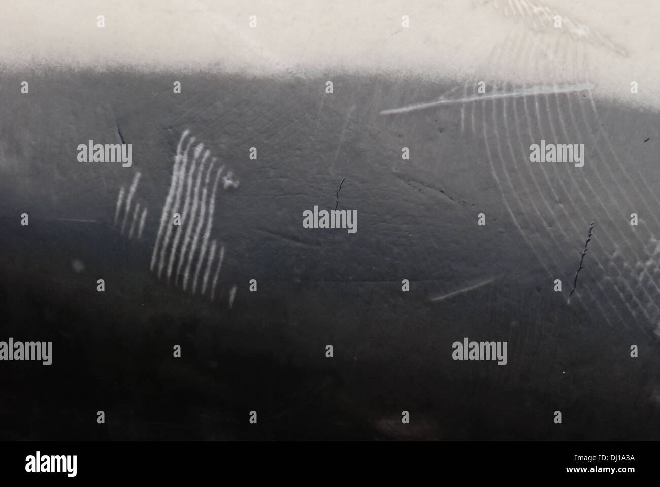 Cetacean stranding, Common dolphin (Delphinus), wounds along its body ...