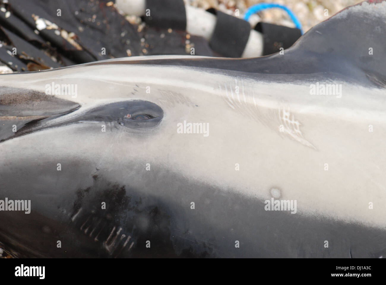 Cetacean stranding, Common dolphin (Delphinus), wounds along its body ...