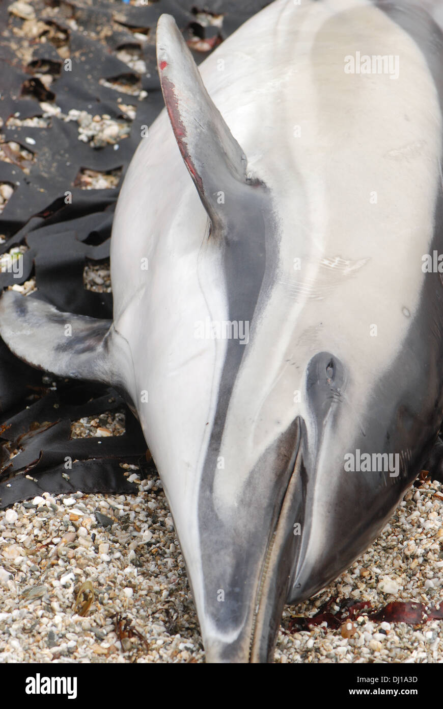 Dolphin net hi-res stock photography and images - Alamy