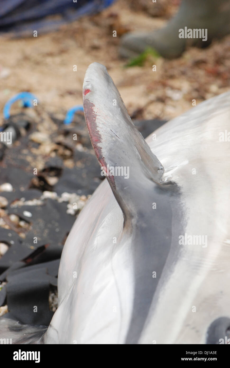 Cetacean stranding, Common dolphin (Delphinus), wounds along its body ...