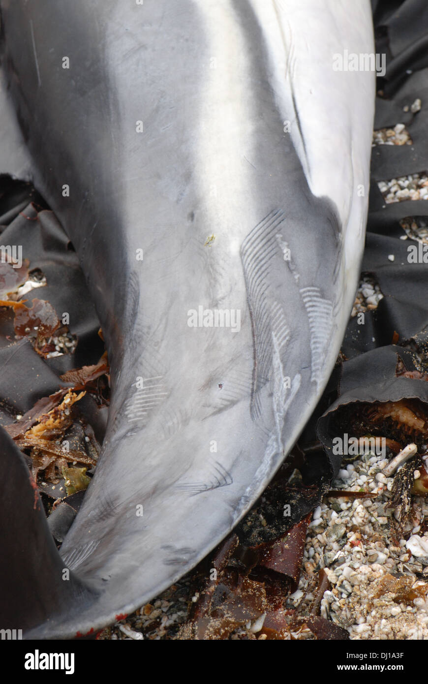 Cetacean stranding, Common dolphin (Delphinus), wounds along its body ...