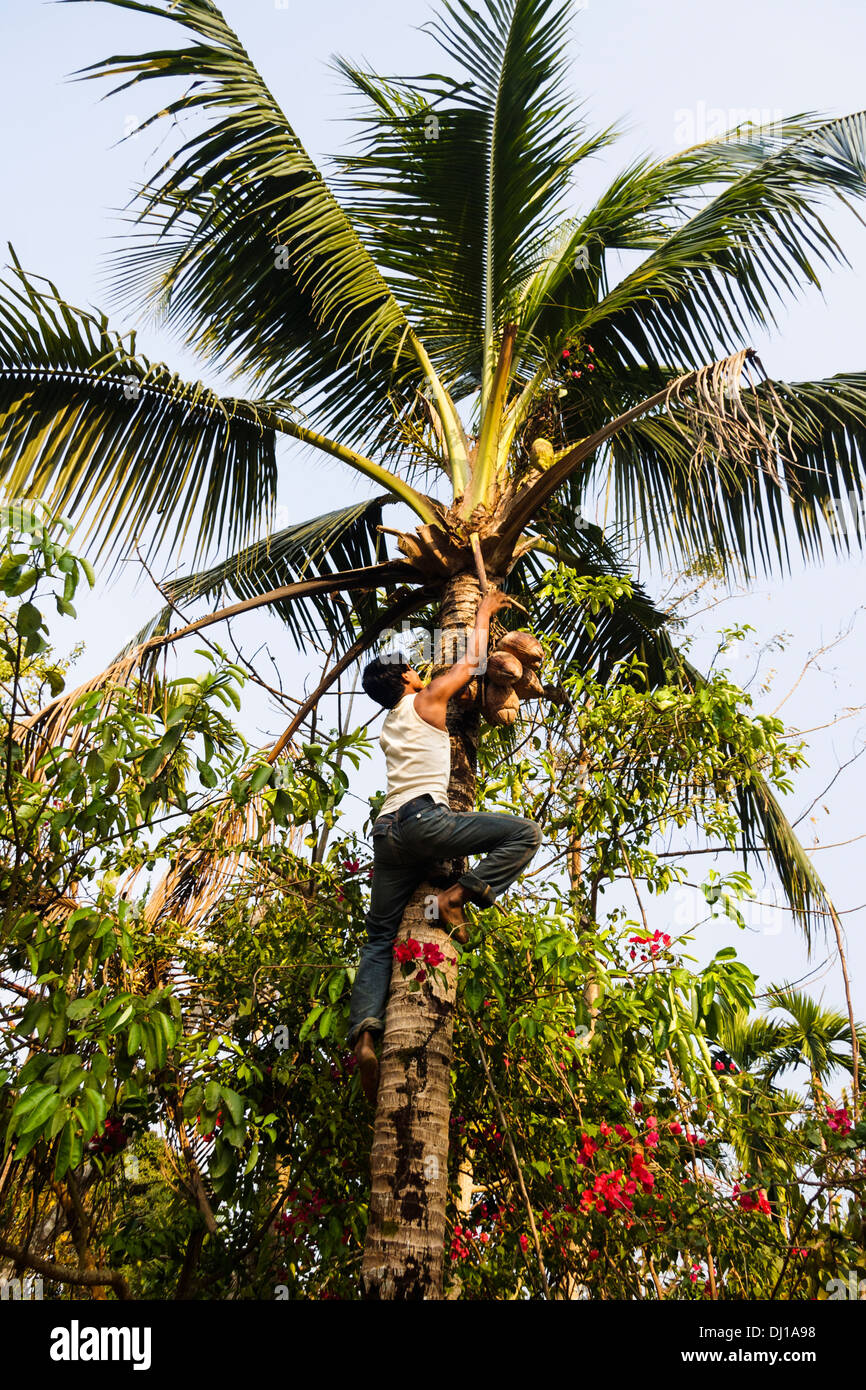 Collecting coconuts. Lowacherra Forest Reserve. Srimangal, Bangladesh ...