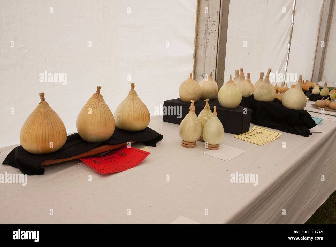 Prize vegetables at show Stock Photo - Alamy