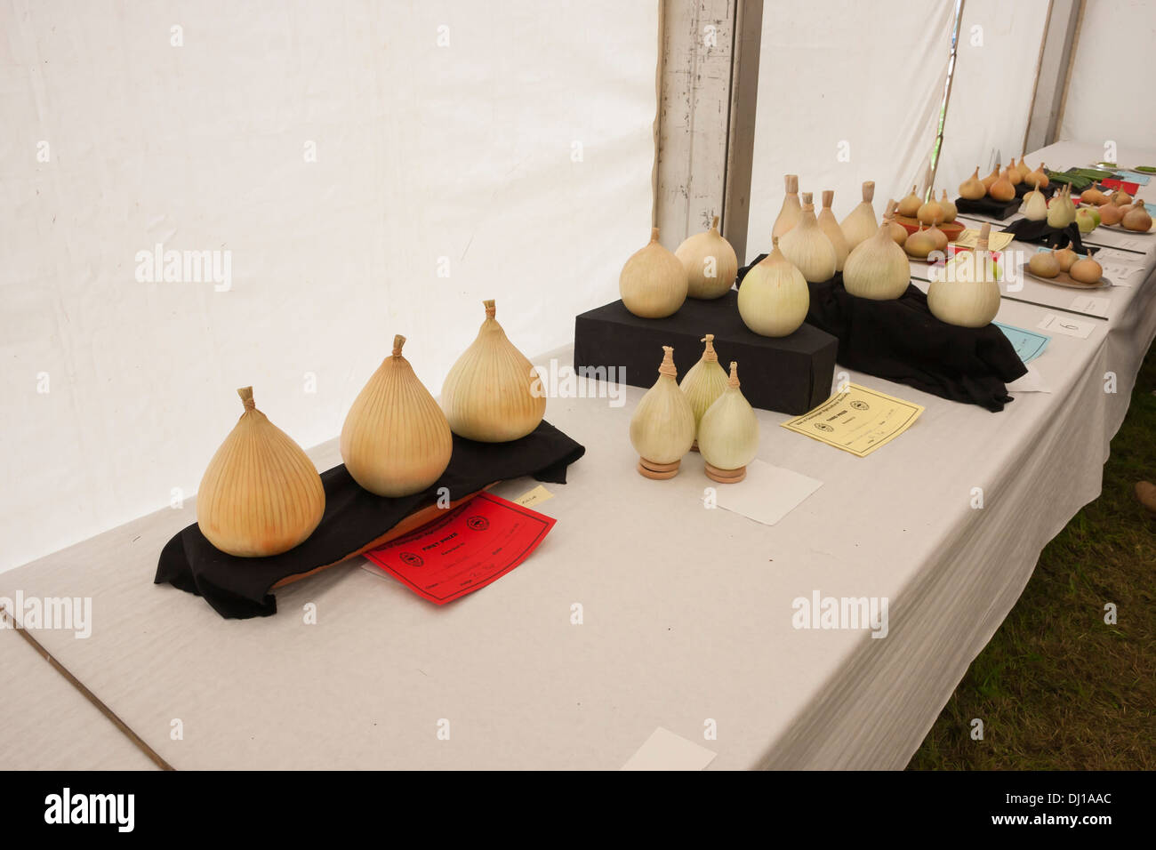 Prize vegetables at show Stock Photo - Alamy