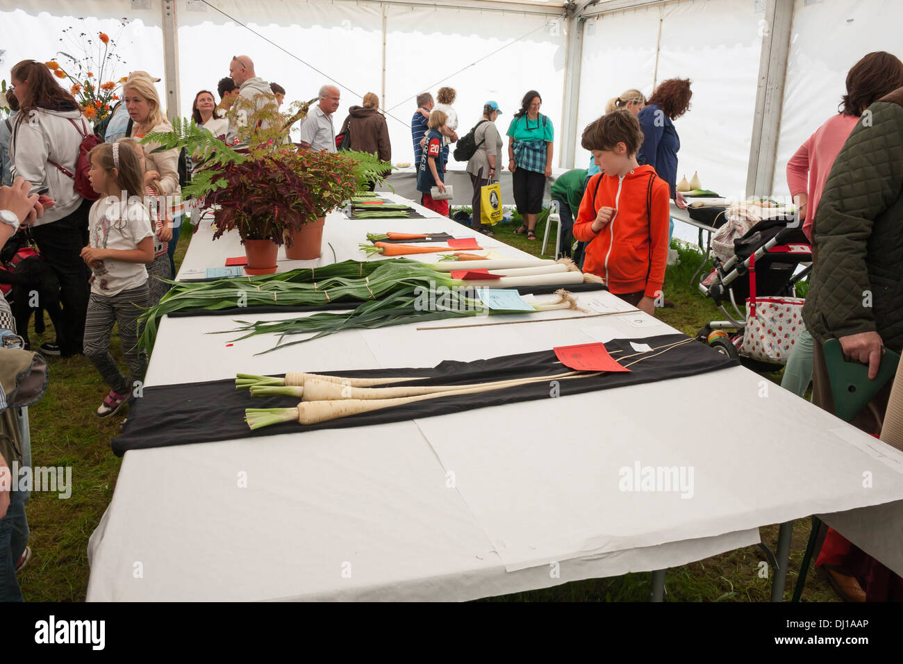 Prize vegetables at show Stock Photo - Alamy
