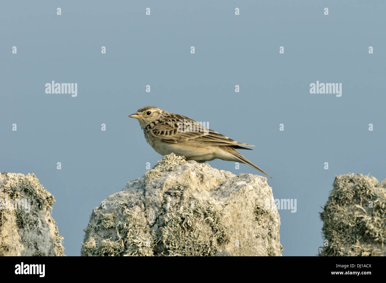 Field lark hi-res stock photography and images - Alamy