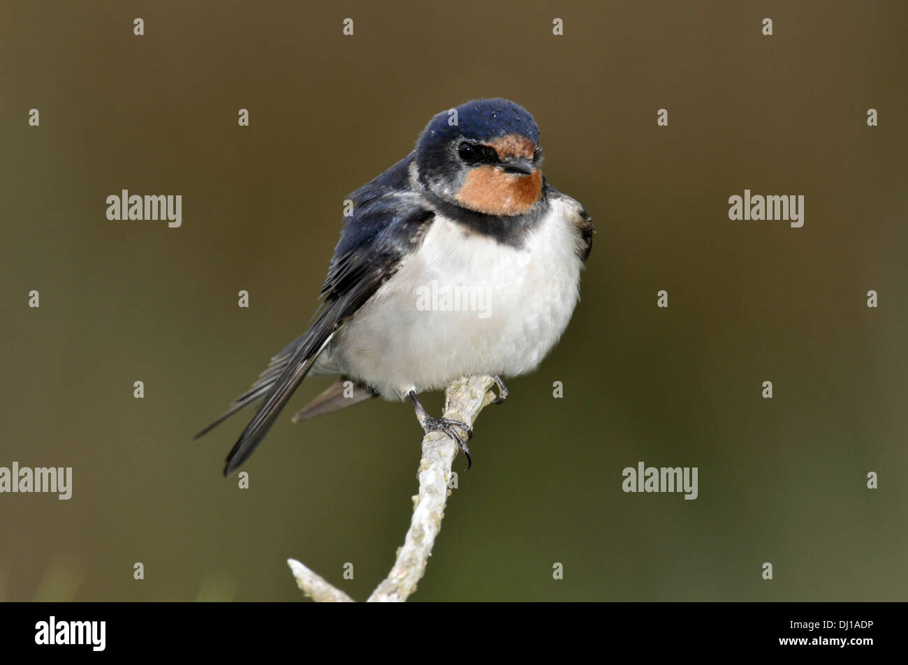 Swallow bird birds songbird hi-res stock photography and images - Alamy