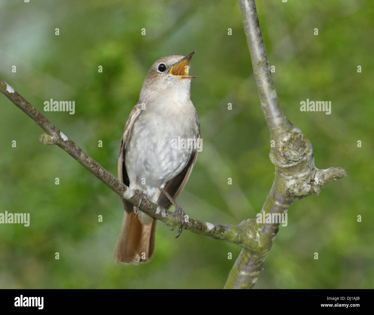 Nightingale singing hi-res stock photography and images - Alamy