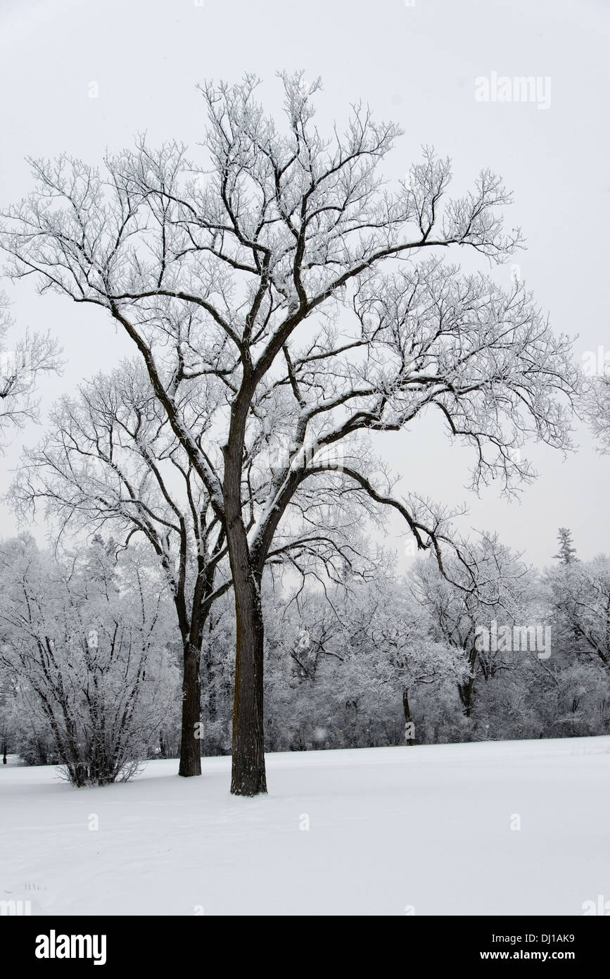Snow Covered Trees And Field Stock Photo - Alamy