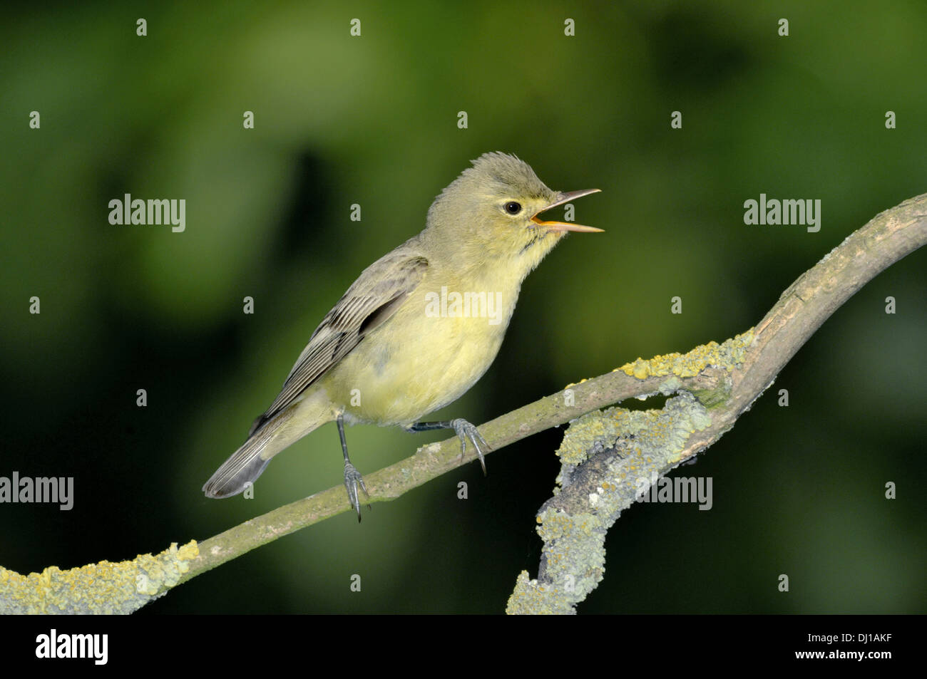 Icterine Warbler - Hippolais icterina Stock Photo - Alamy