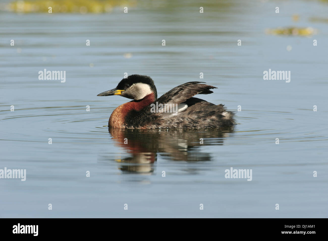 Red necked grebe hi-res stock photography and images - Alamy
