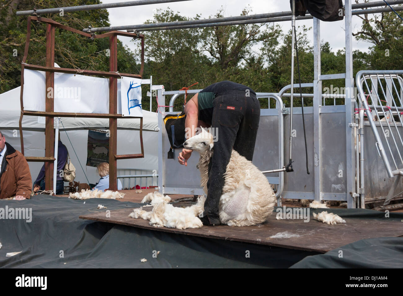 Sheep shearing display at show Stock Photo - Alamy