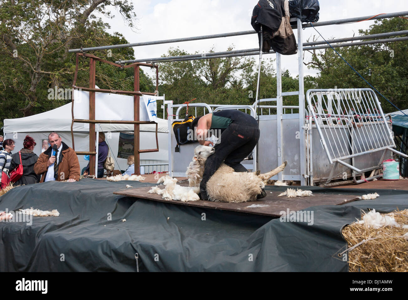 Sheep shearing display at show Stock Photo - Alamy