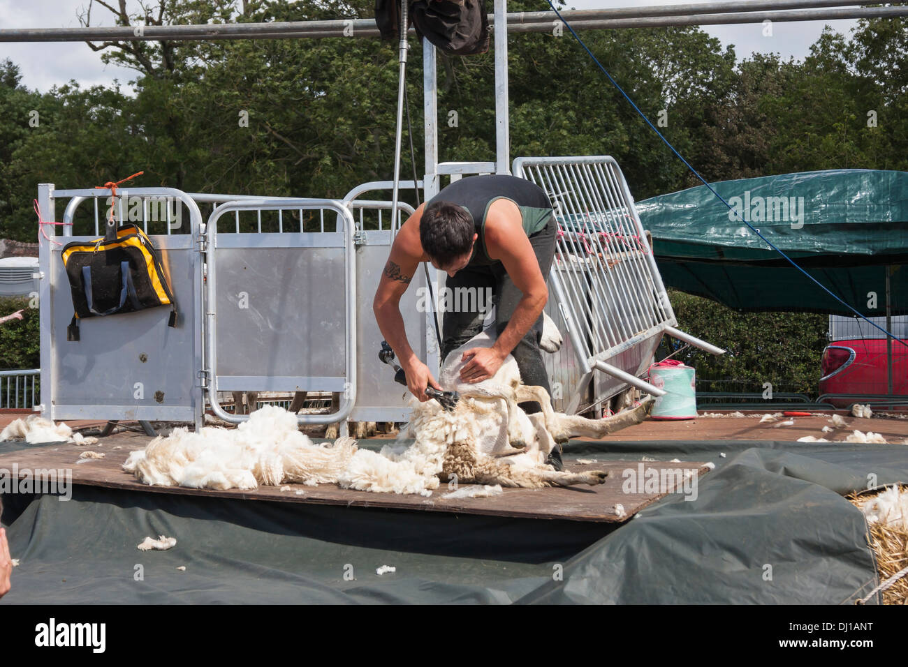 Sheep shearing display at show Stock Photo - Alamy