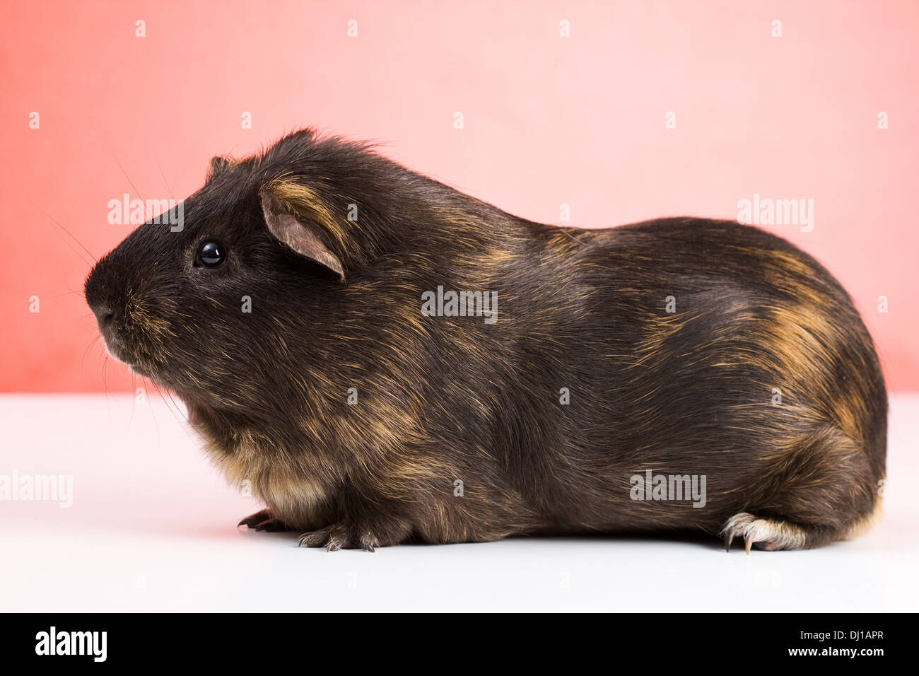 Side view of black guinea pig sitting over red background Stock Photo ...