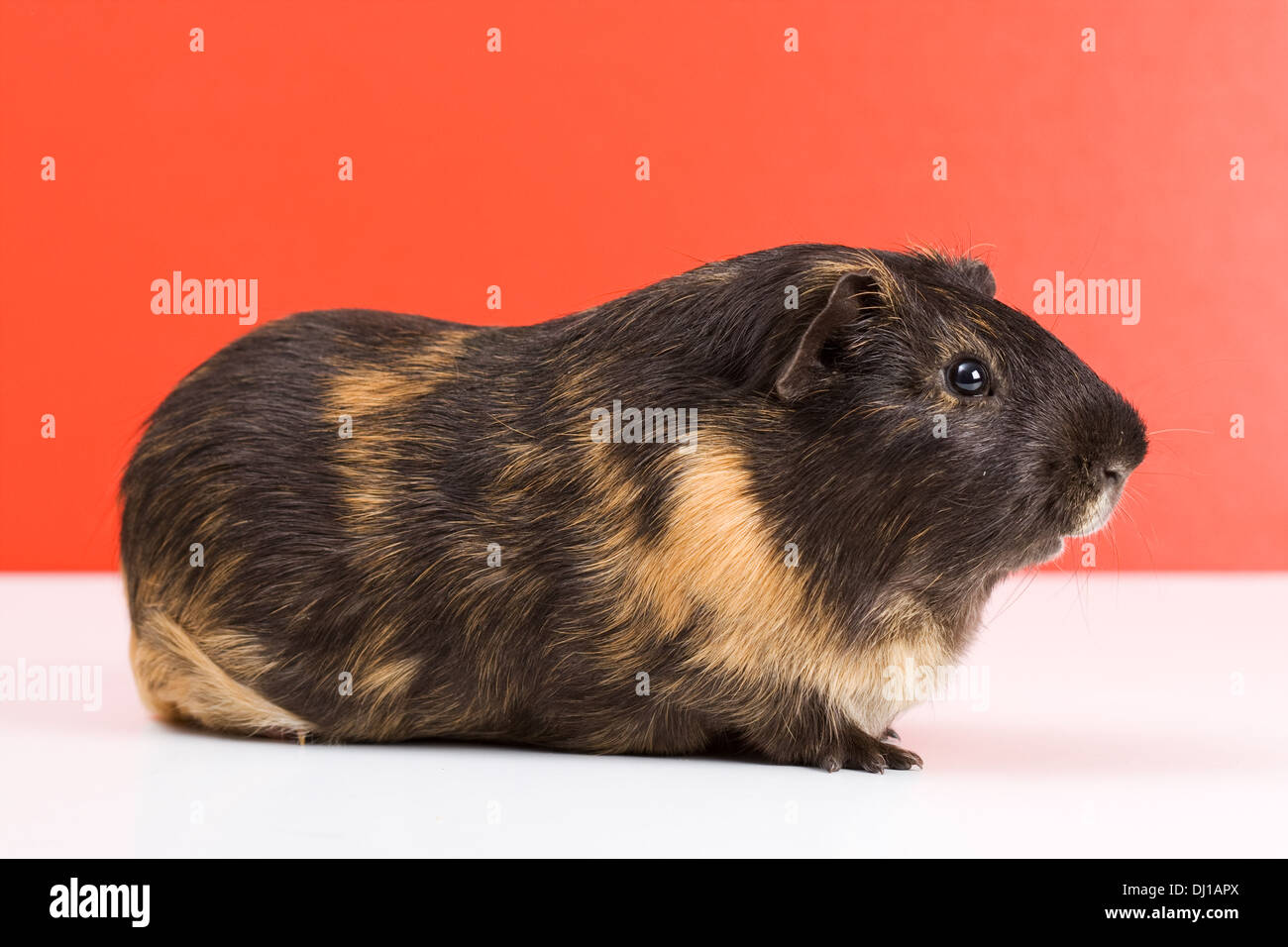 Side view of black guinea pig sitting over red background Stock Photo ...