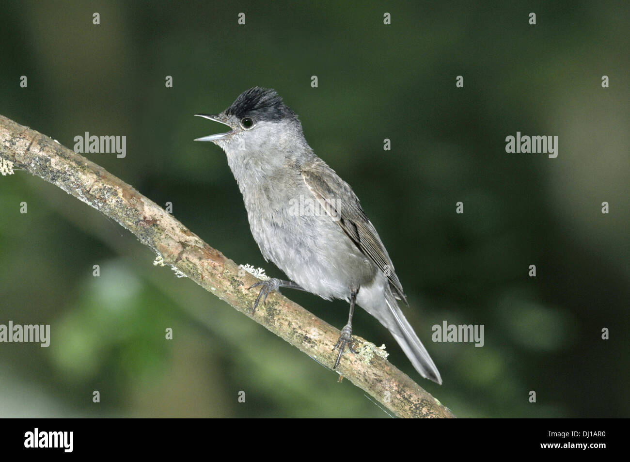 Sylvia atricapilla hi-res stock photography and images - Alamy