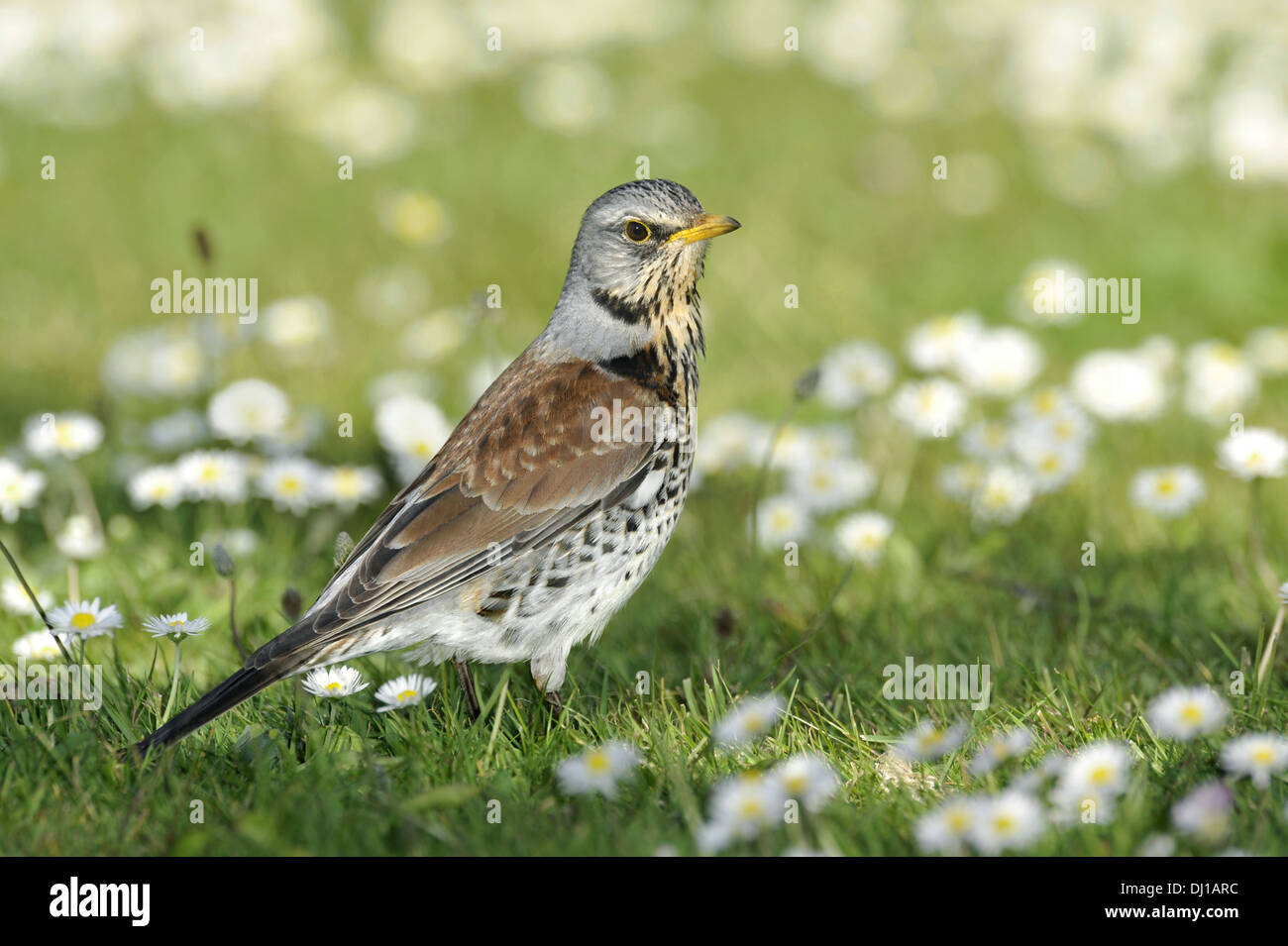 Fieldfare Turdus pilaris Stock Photo - Alamy