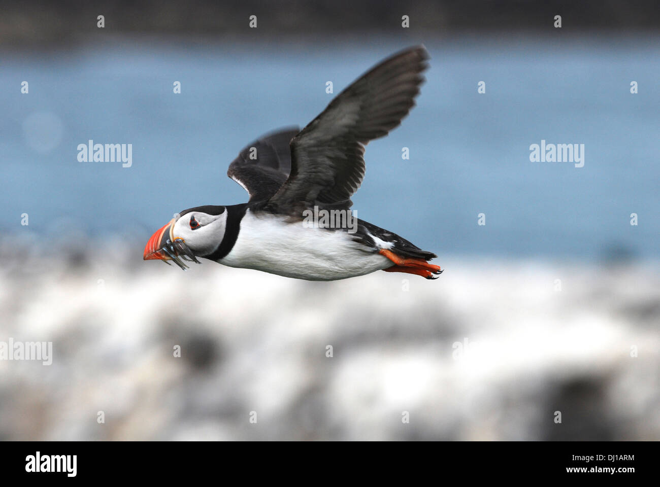Puffin auk flight hi-res stock photography and images - Alamy