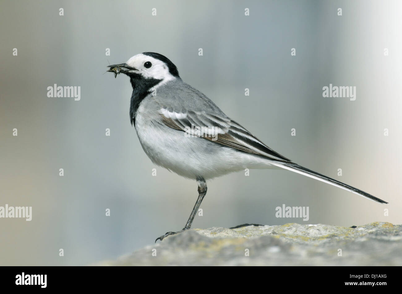 The White Wagtail Motacilla alba alba Stock Photo - Alamy