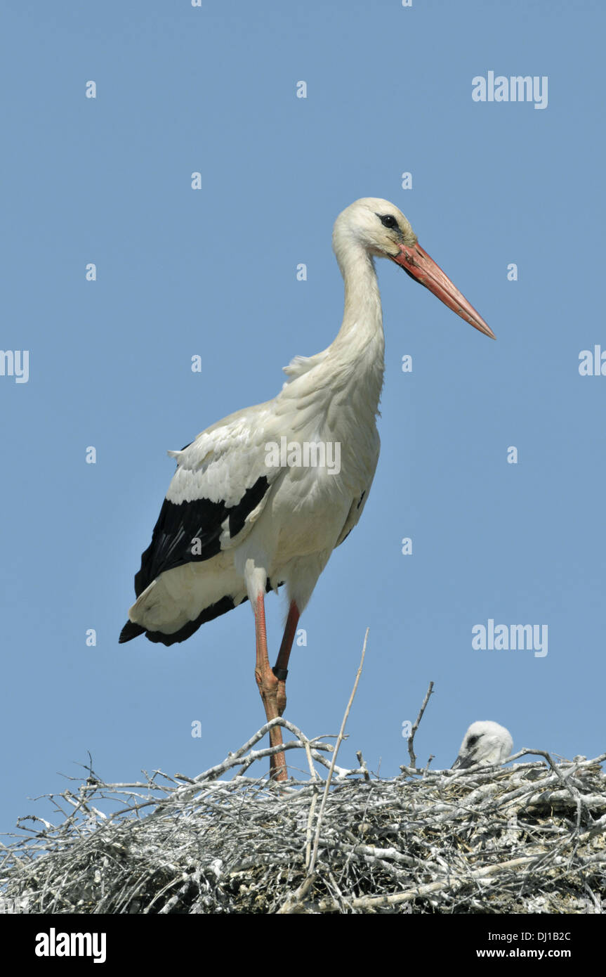 White stork birds perching on nest hi-res stock photography and images ...