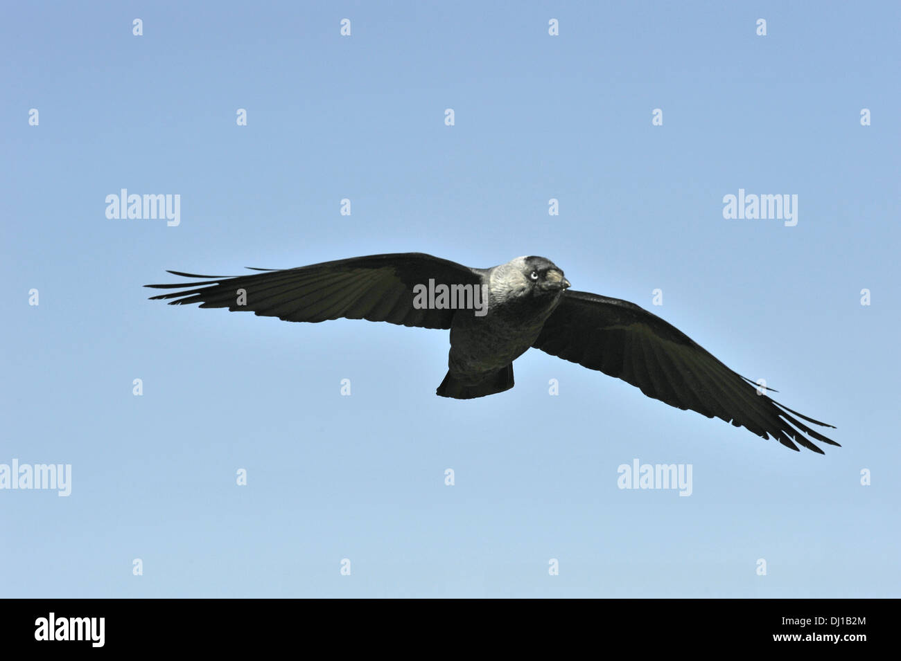 Jackdaw in flight hi-res stock photography and images - Alamy