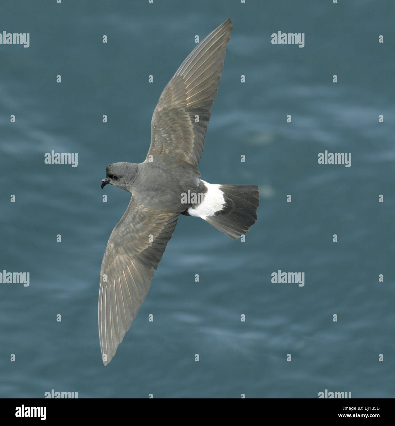 European Storm-petrel - Hydrobates pelagicus Stock Photo - Alamy