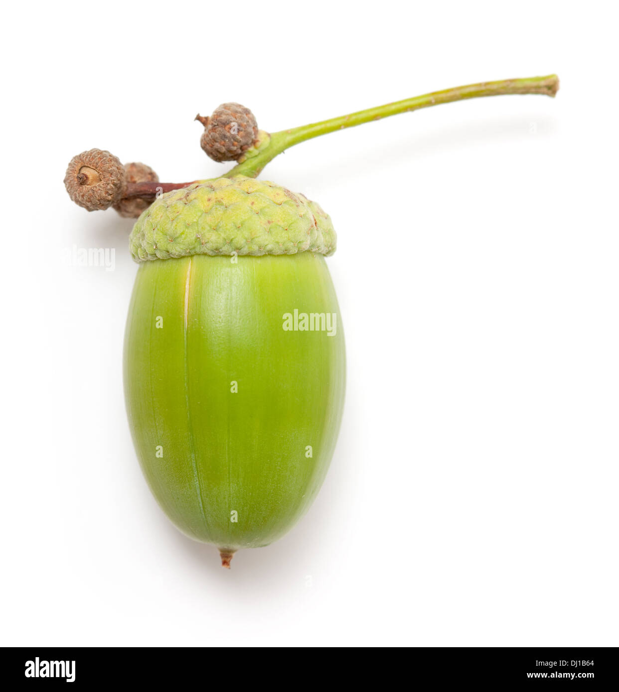 One green acorn on white background Stock Photo - Alamy