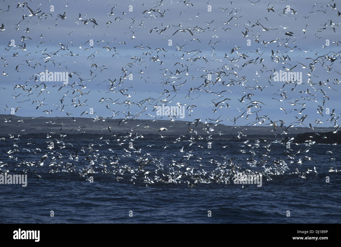 Gulls of the world hi-res stock photography and images - Alamy