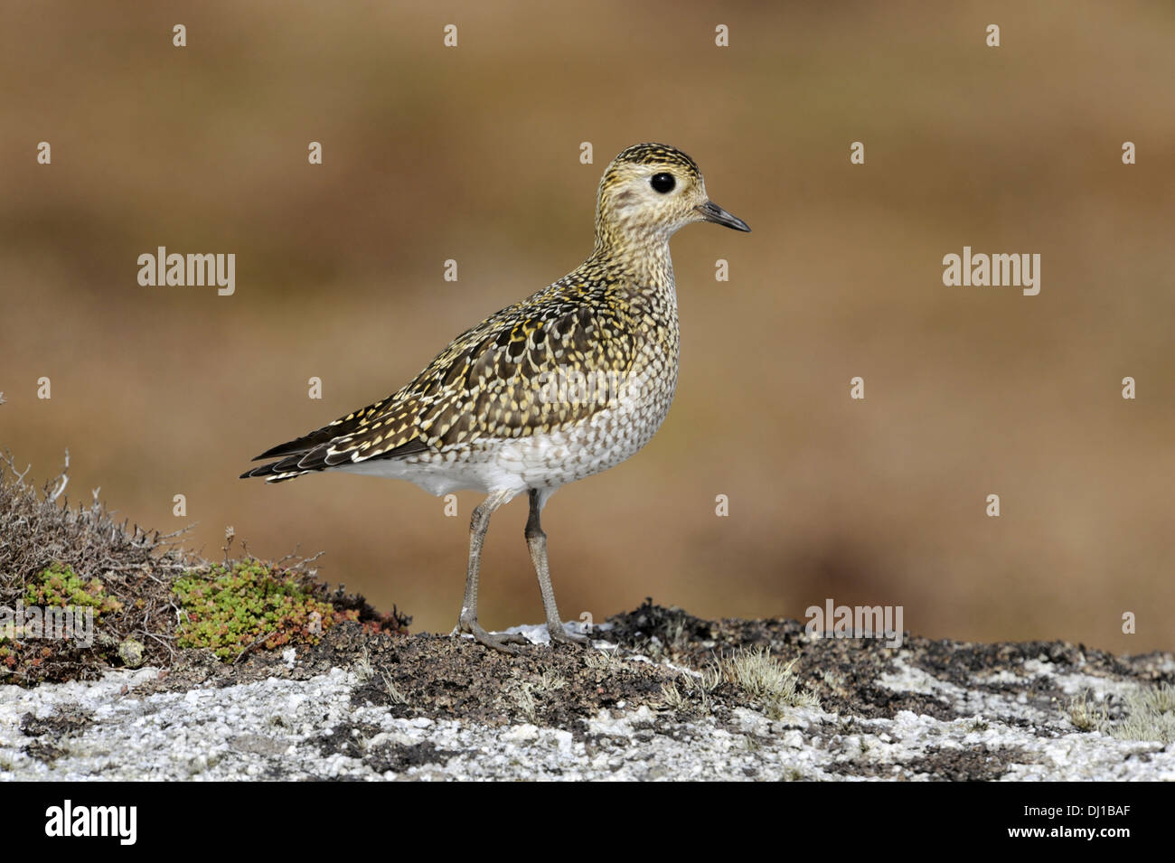 Golden plover standing hi-res stock photography and images - Alamy