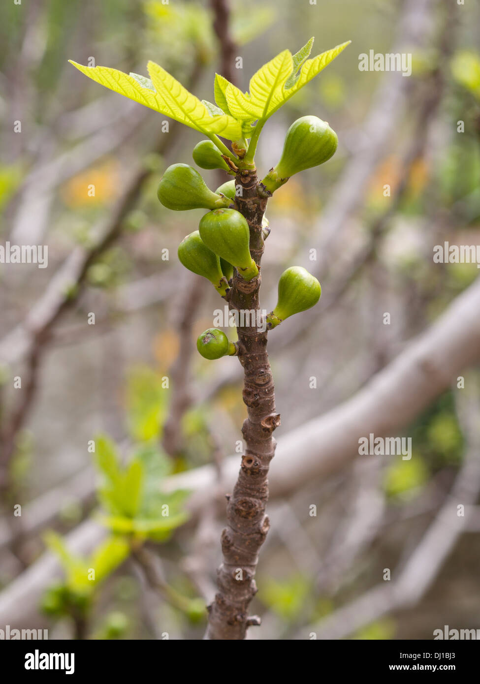 Young fig on fig tree hi-res stock photography and images - Alamy