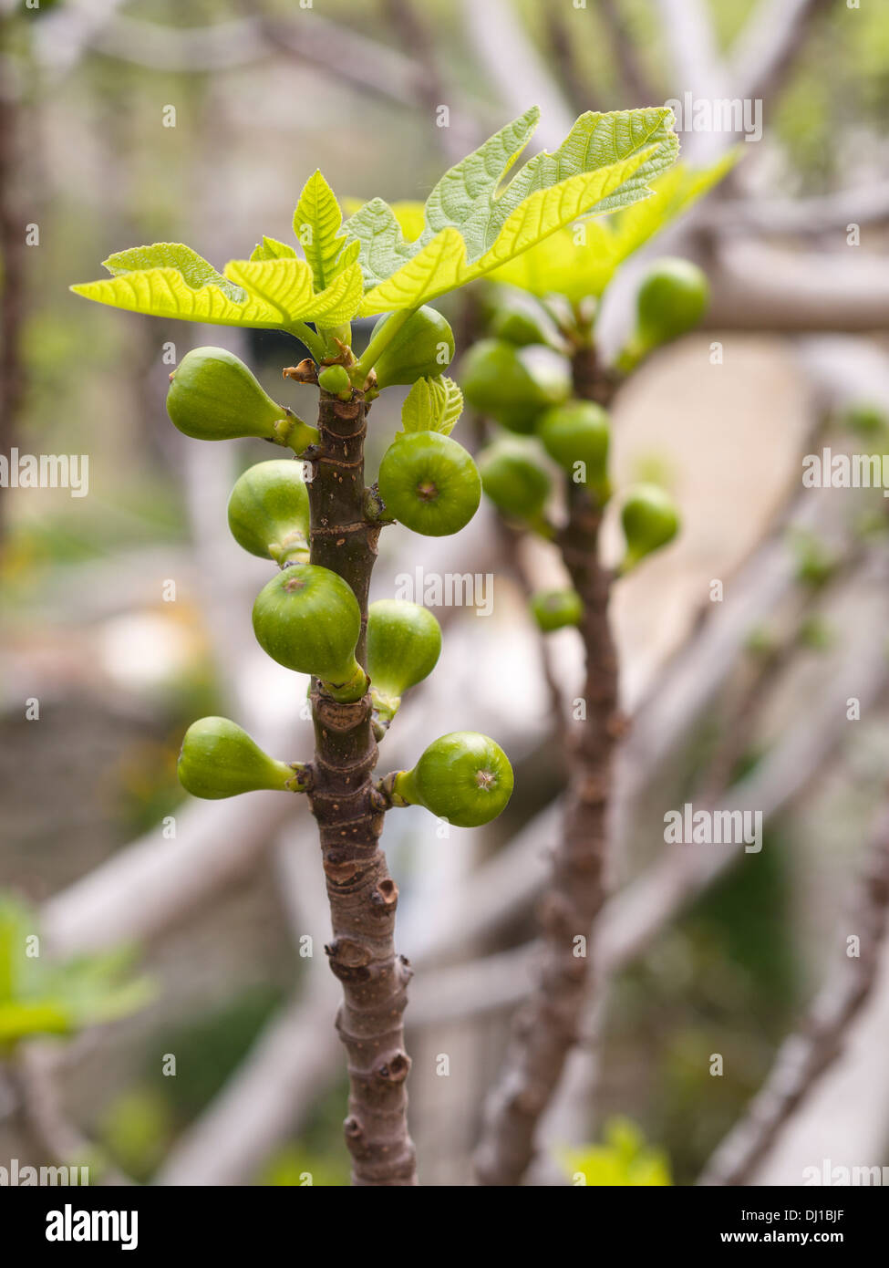 Young fig on fig tree hi-res stock photography and images - Alamy