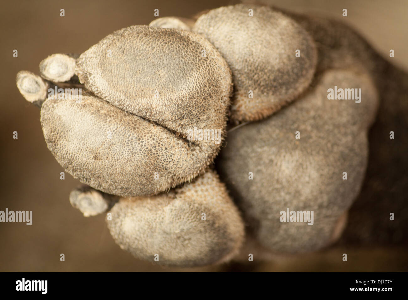Large Dog Paw Stock Photo - Alamy