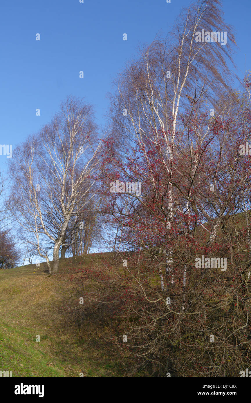 Windy tree branch hi-res stock photography and images - Alamy