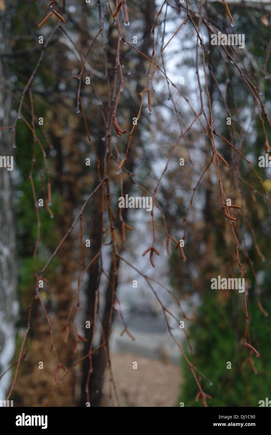 Branch twig tree hi-res stock photography and images - Alamy