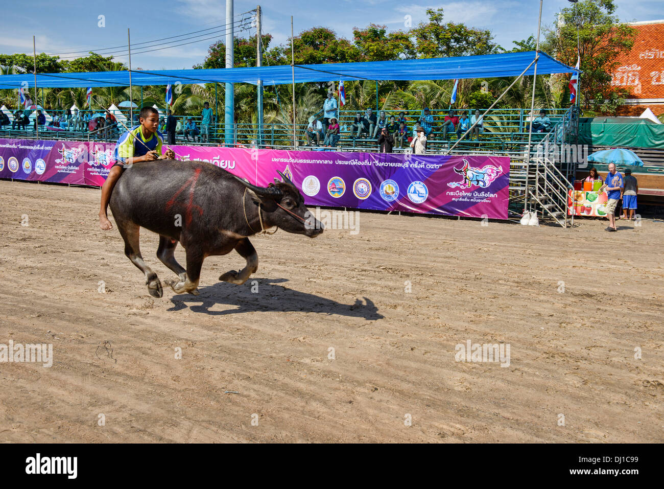 Running of the bulls. Water buffalo and jockey at the Chonburi Buffalo ...