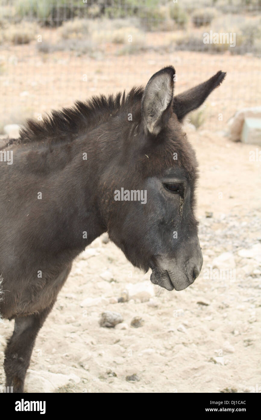 Donkey profile in color Stock Photo - Alamy