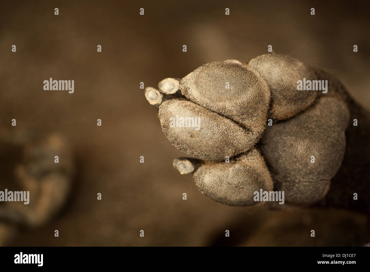 Large Dog Paw Stock Photo - Alamy
