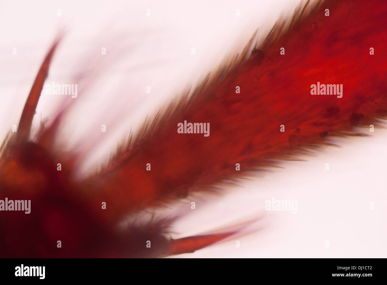 The joint of a bee's fore-leg taken at 40x using a microscope Stock ...