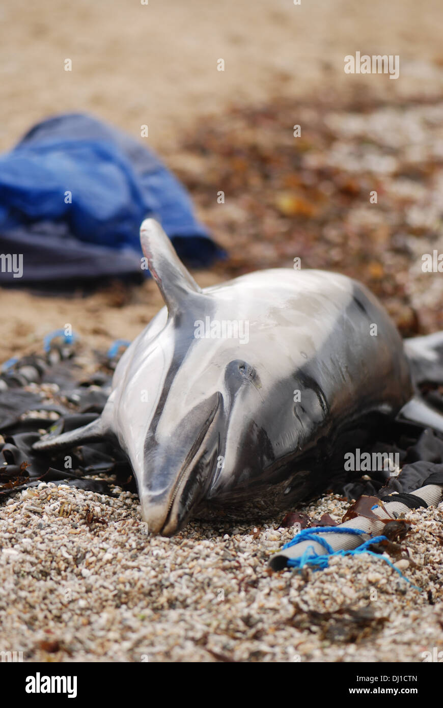Cetacean stranding, Common dolphin (Delphinus), wounds along its body ...