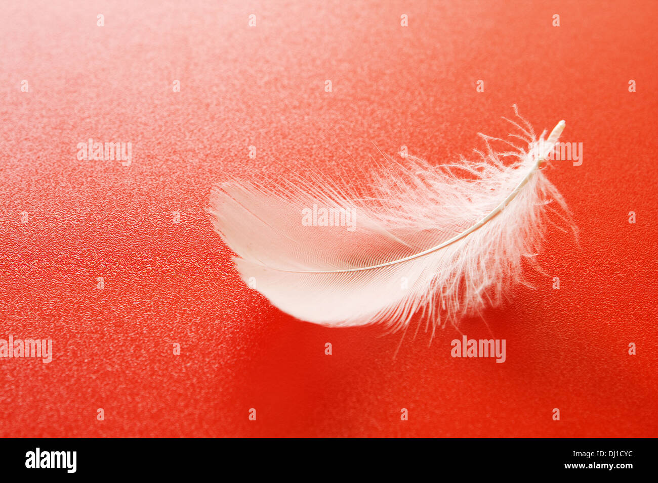 Small white feather hi-res stock photography and images - Alamy