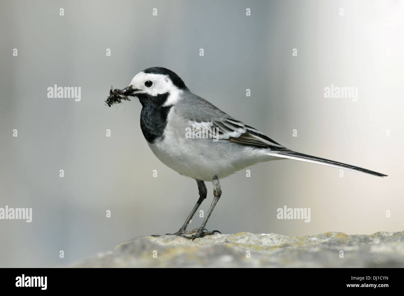 White wagtail europe hi-res stock photography and images - Alamy