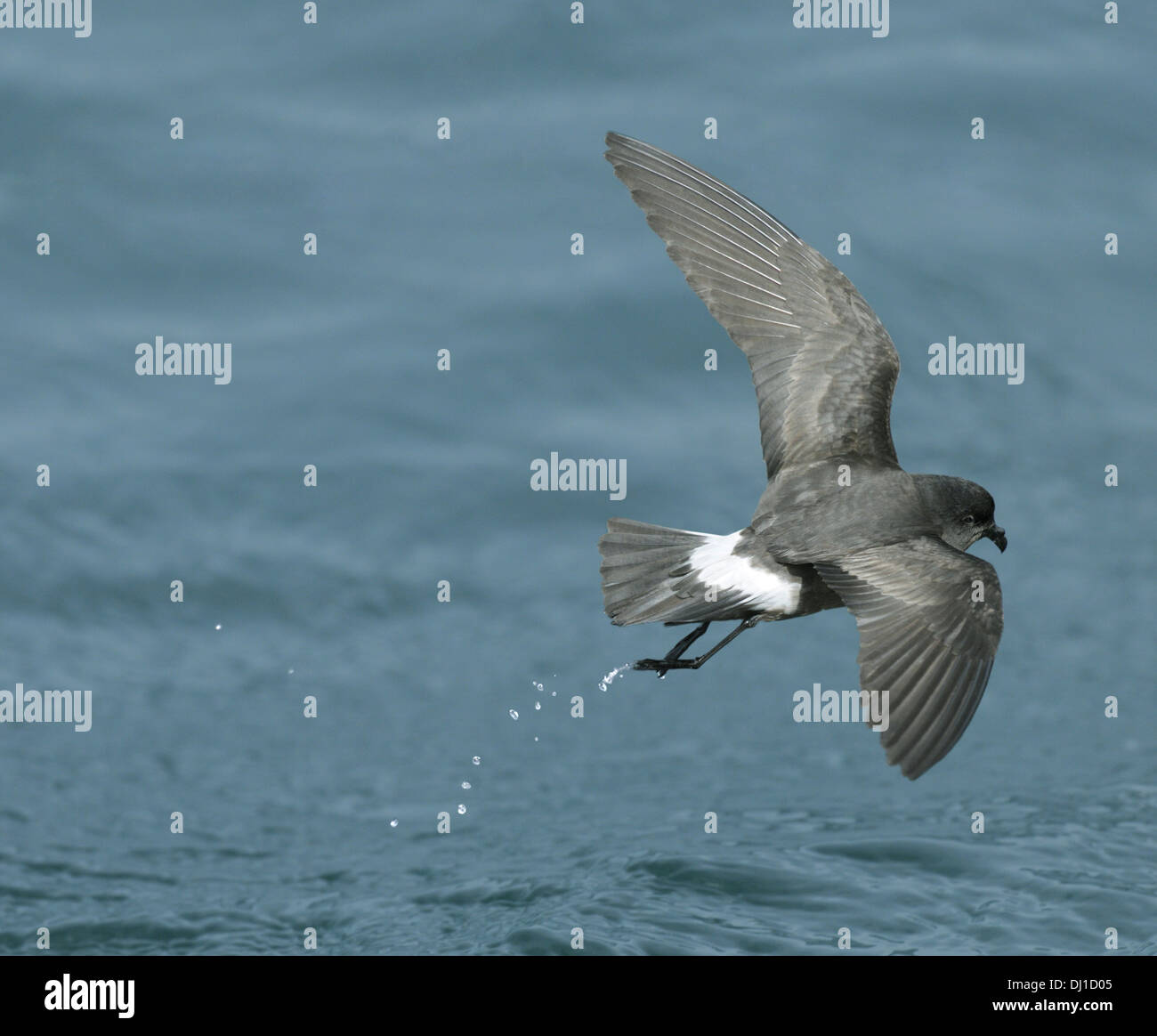 European Storm Petrel - Hydrobates pelagicus Stock Photo - Alamy