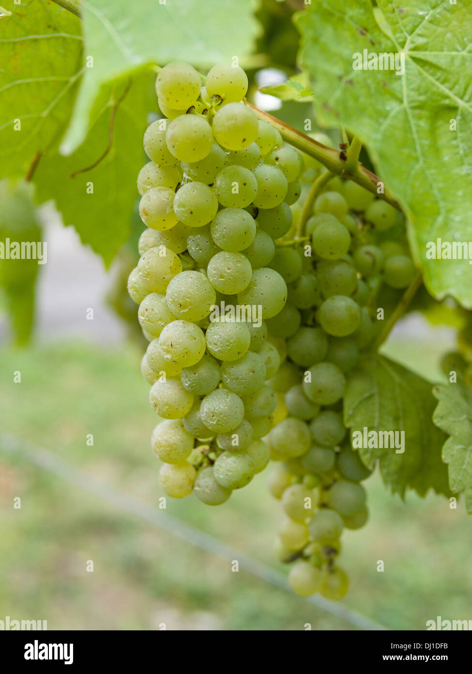 A bunch of Vidal Grapes on the vine. Vidal grapes are a common variety ...