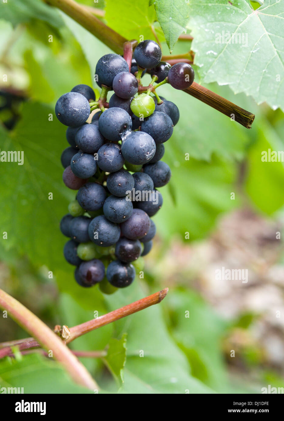 Round grapes on a vine hi-res stock photography and images - Alamy